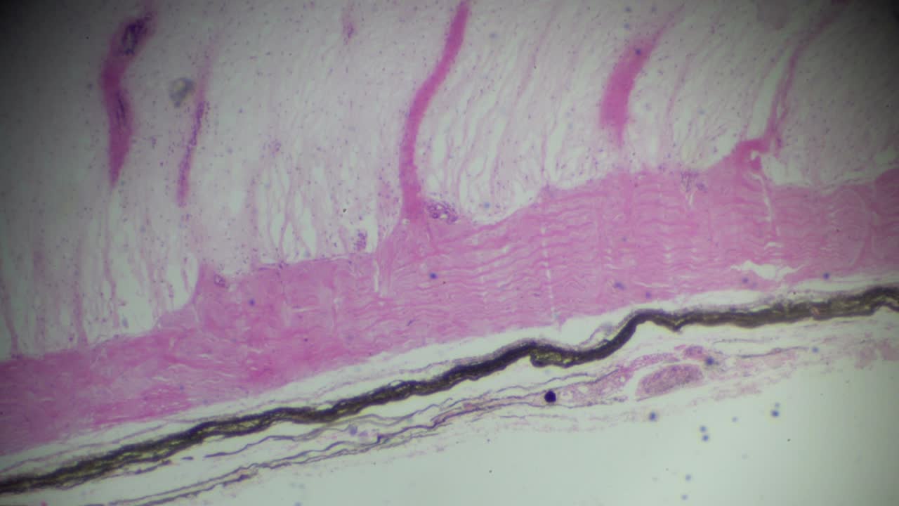 Histology-SH